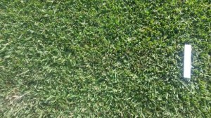 Matilda Soft Leaf Buffalo Turf | Award Turf Supplies