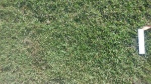 Turf Suppliers in Sydney | Award Turf Supplies