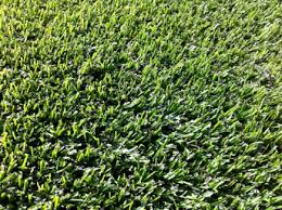 Matilda Premium Lawn - Award Turf Supplies